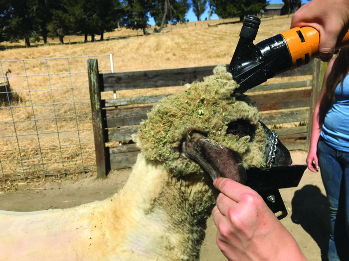 Sheep Shearing for Beginners - Grit
